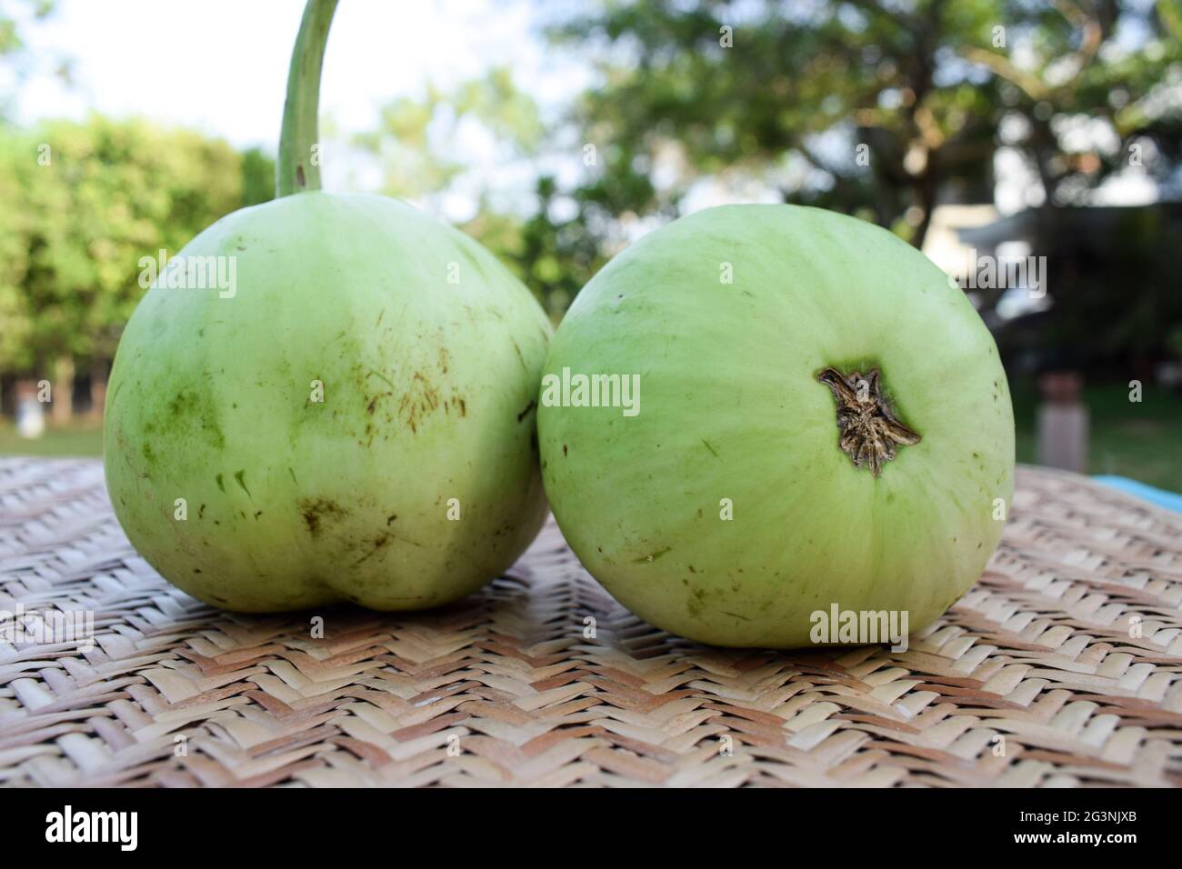 Female holding round bottlegourd vegetable in hand. Indian asian sphere ...