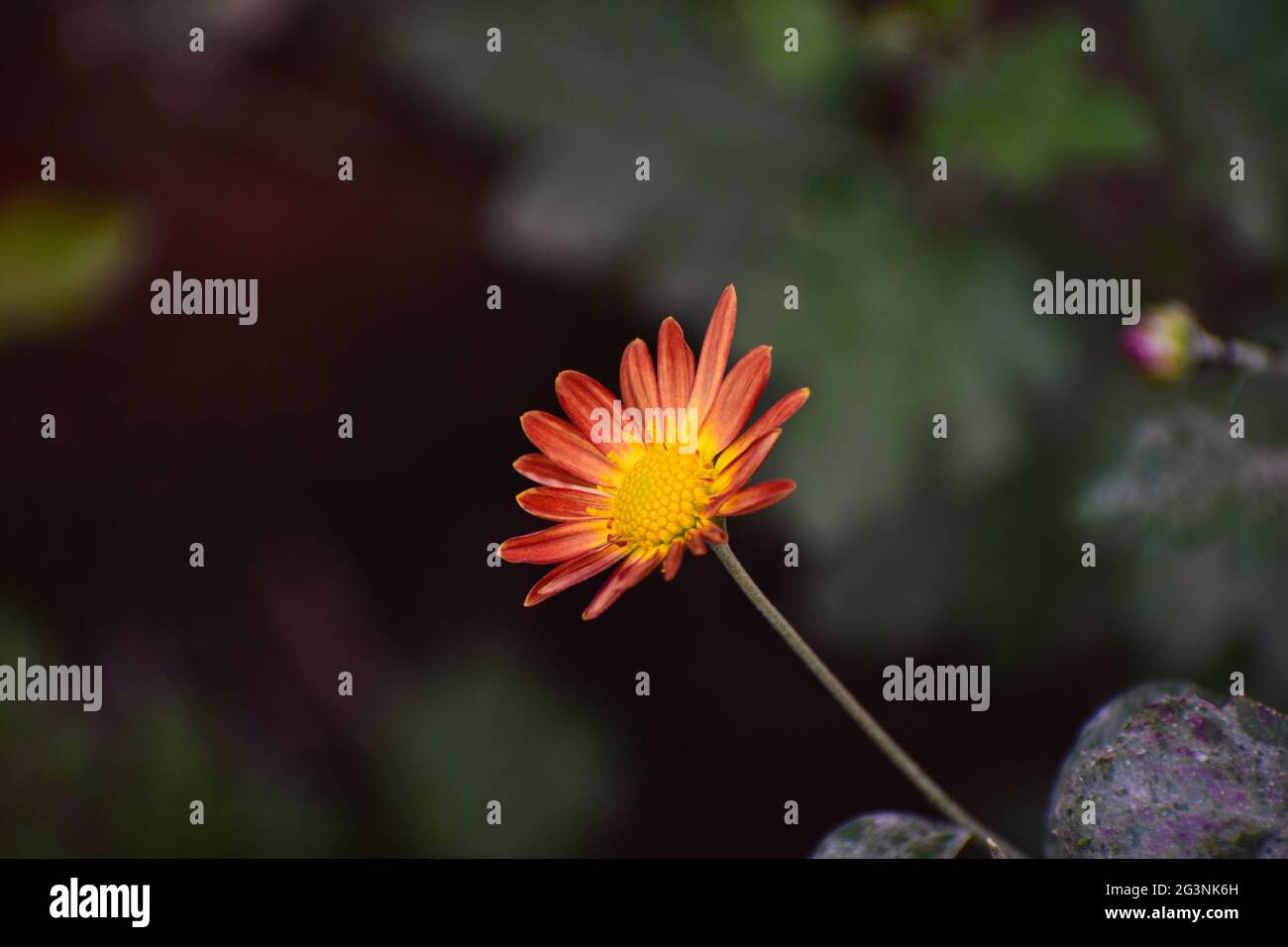 Beautiful daisy flower in india Stock Photo - Alamy