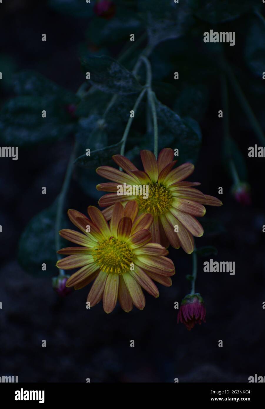 Beautiful daisy flower in india Stock Photo - Alamy