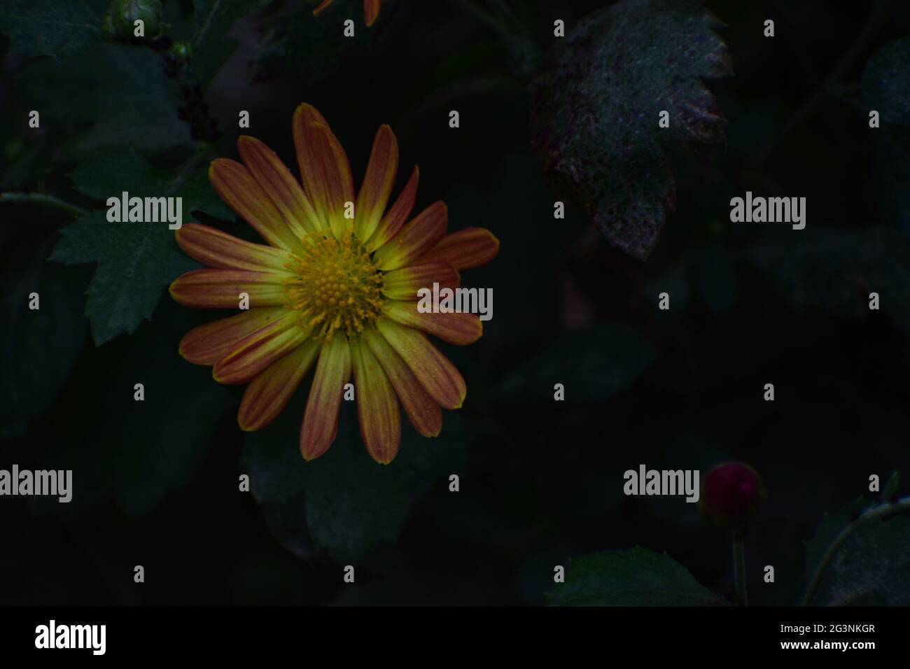 Beautiful daisy flower in india Stock Photo - Alamy