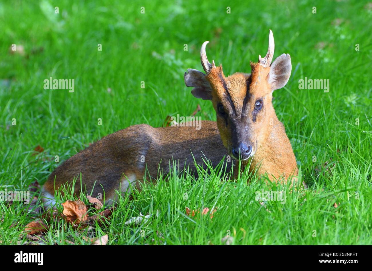 Muntjac Deer sitting on grass close up Stock Photo - Alamy