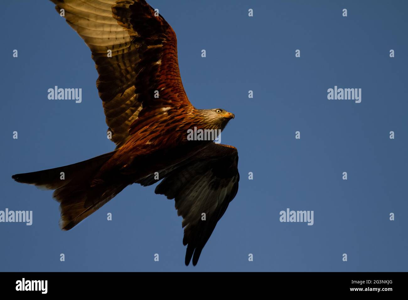Brahminy Kite flying Stock Photo - Alamy