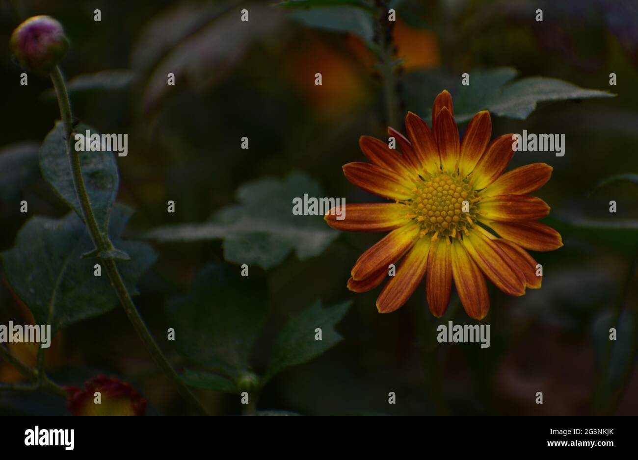 Beautiful daisy flower in india Stock Photo - Alamy