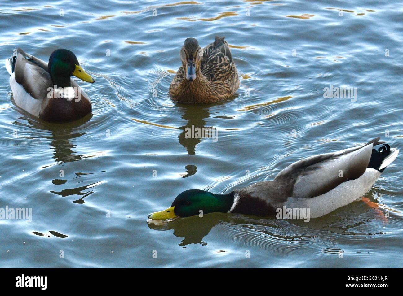 Pond outside hi-res stock photography and images - Alamy