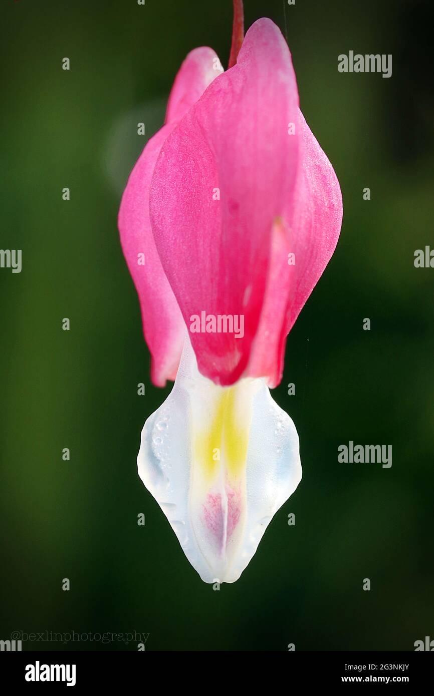 Fallopian bud hi-res stock photography and images - Alamy