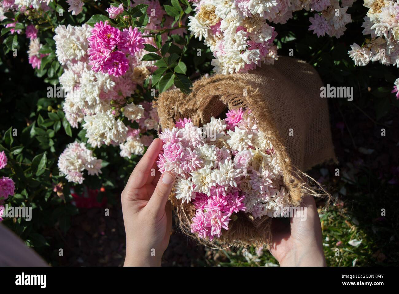 Beautiful roses hi-res stock photography and images - Alamy