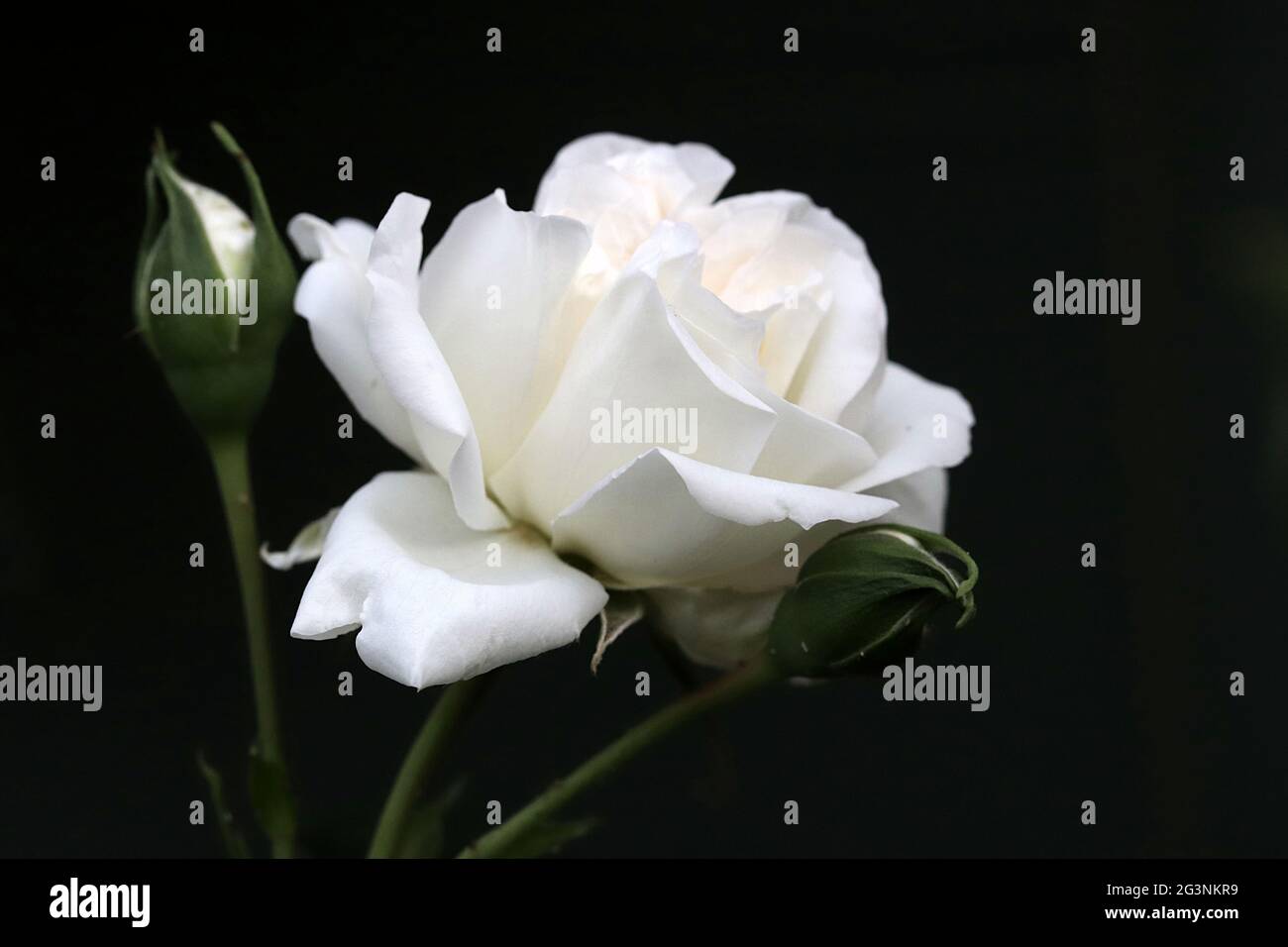 Cluster rose hi-res stock photography and images - Alamy