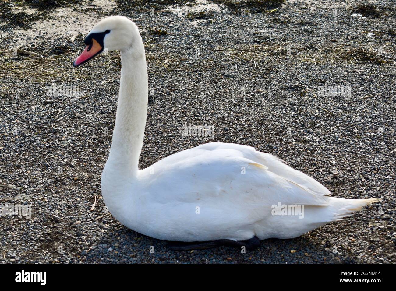 Swan duck hi-res stock photography and images - Alamy