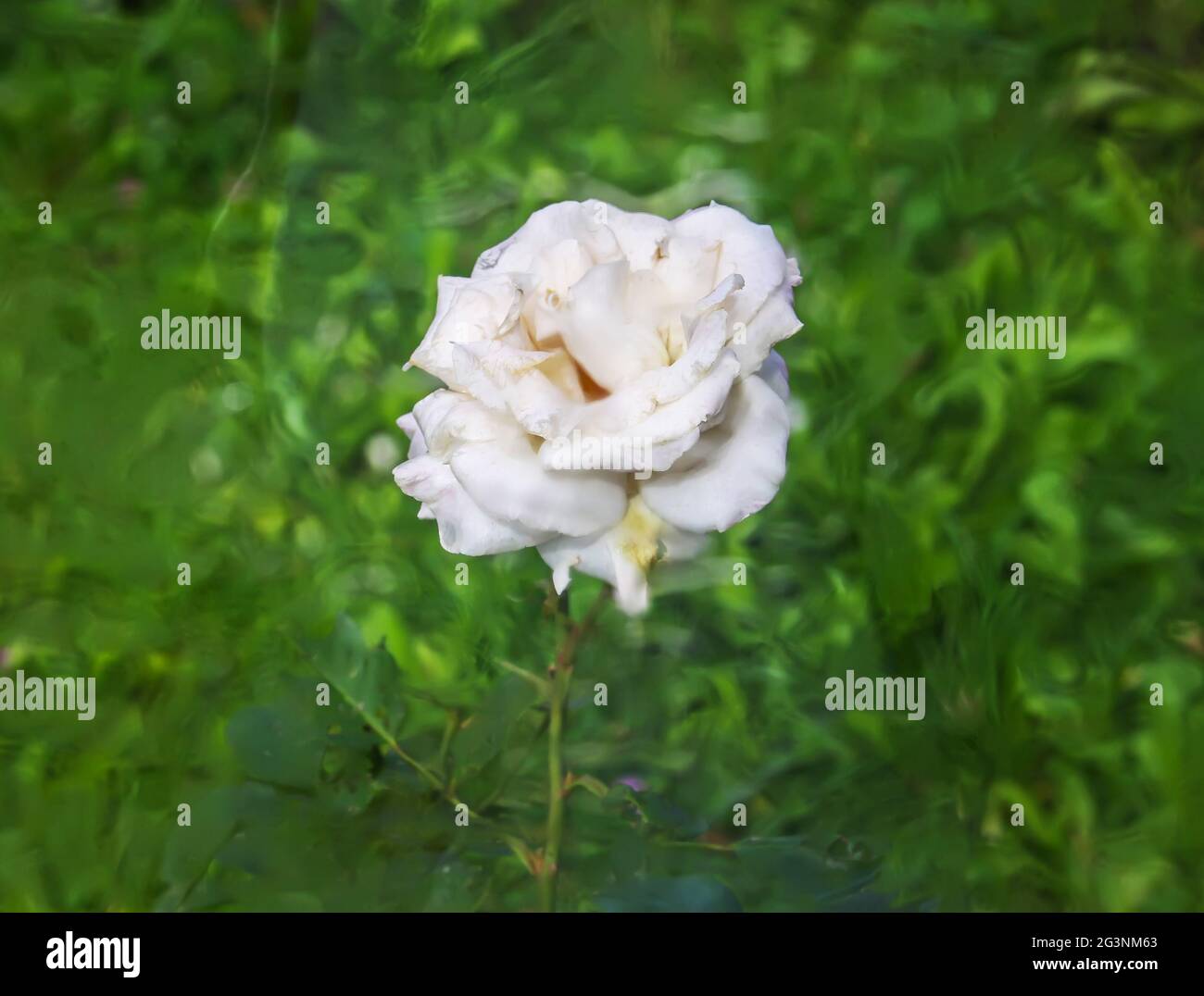 Beautiful white faded Rose flower growing in summer park on nature ...