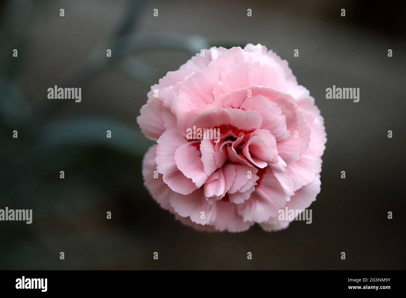 Pink carnation hi-res stock photography and images - Alamy