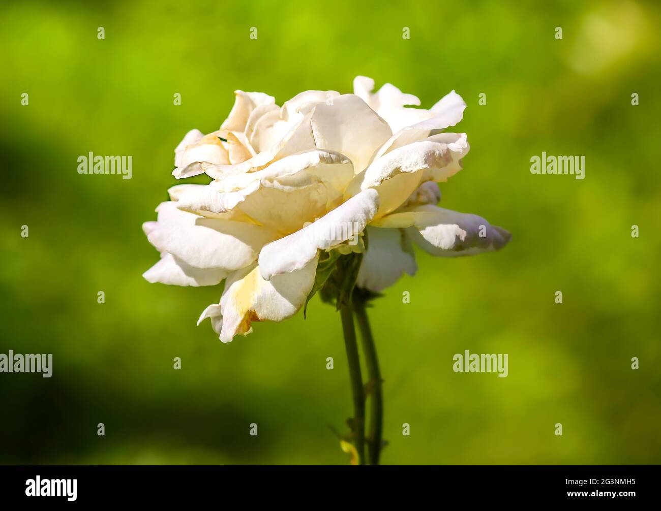 Beautiful white faded Rose flower growing in summer park on nature ...