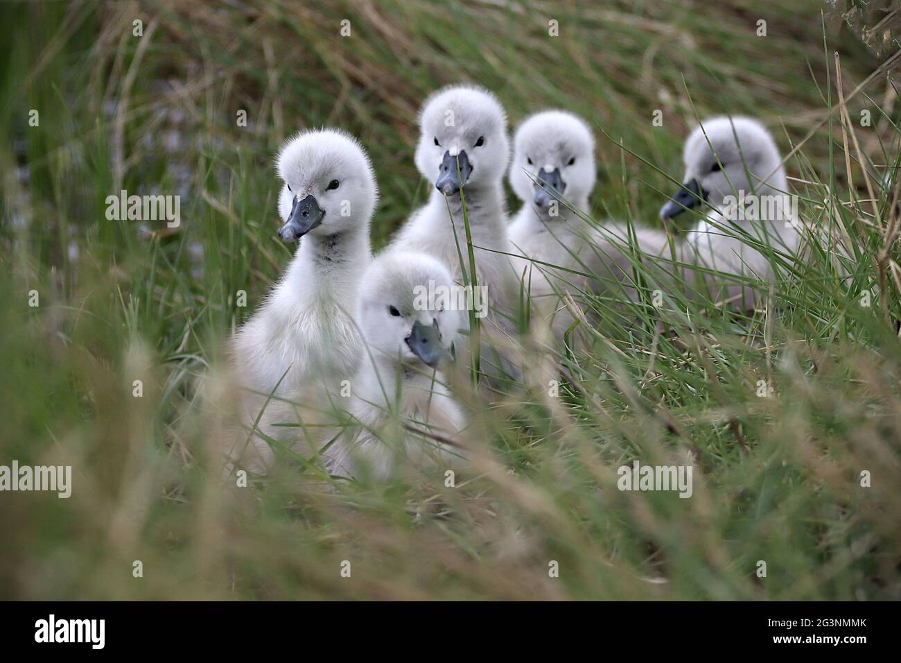 Cygnet siblings hi-res stock photography and images - Alamy