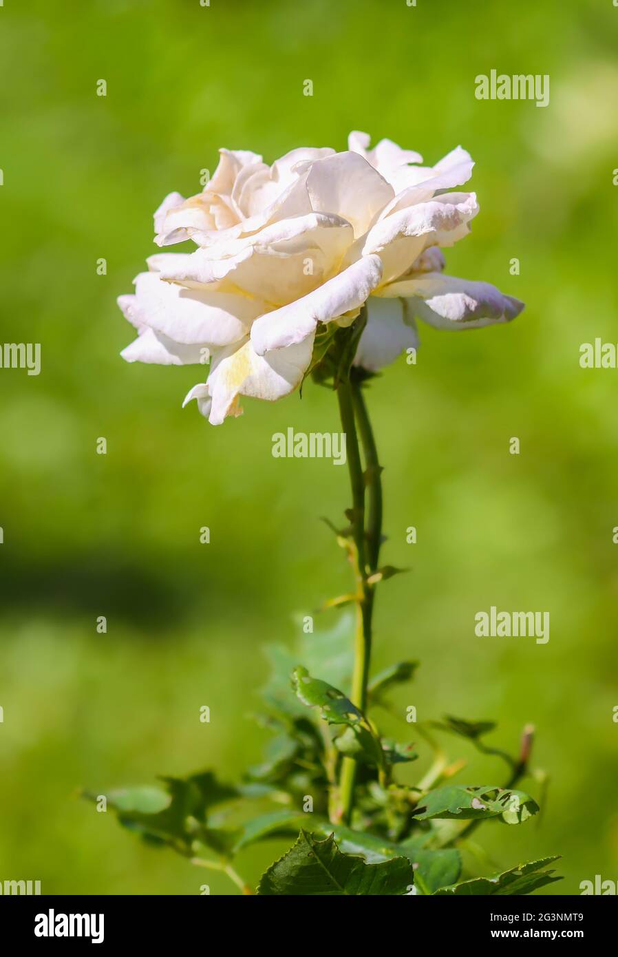 Beautiful white faded Rose flower growing in summer park on nature ...