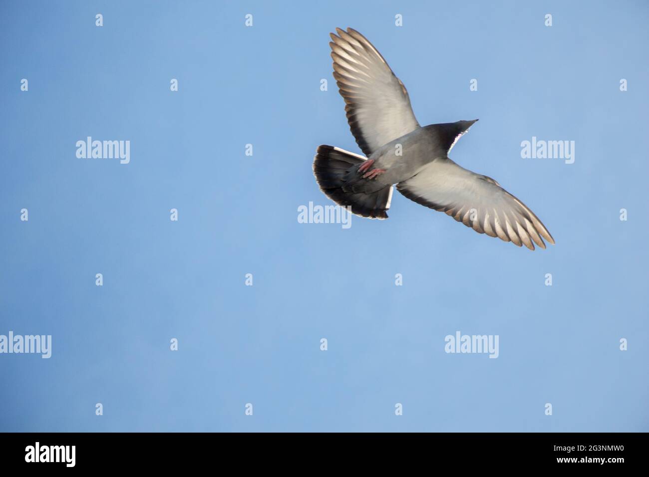 Single pigeon flying in air Stock Photo - Alamy