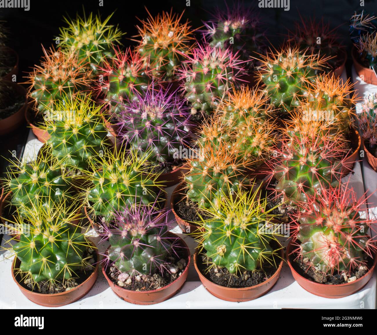 Colorful collection cacti in hi-res stock photography and images - Alamy
