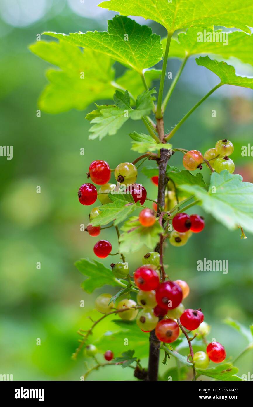 Red currant berries on a bush. A shrub of the gooseberry family with ...