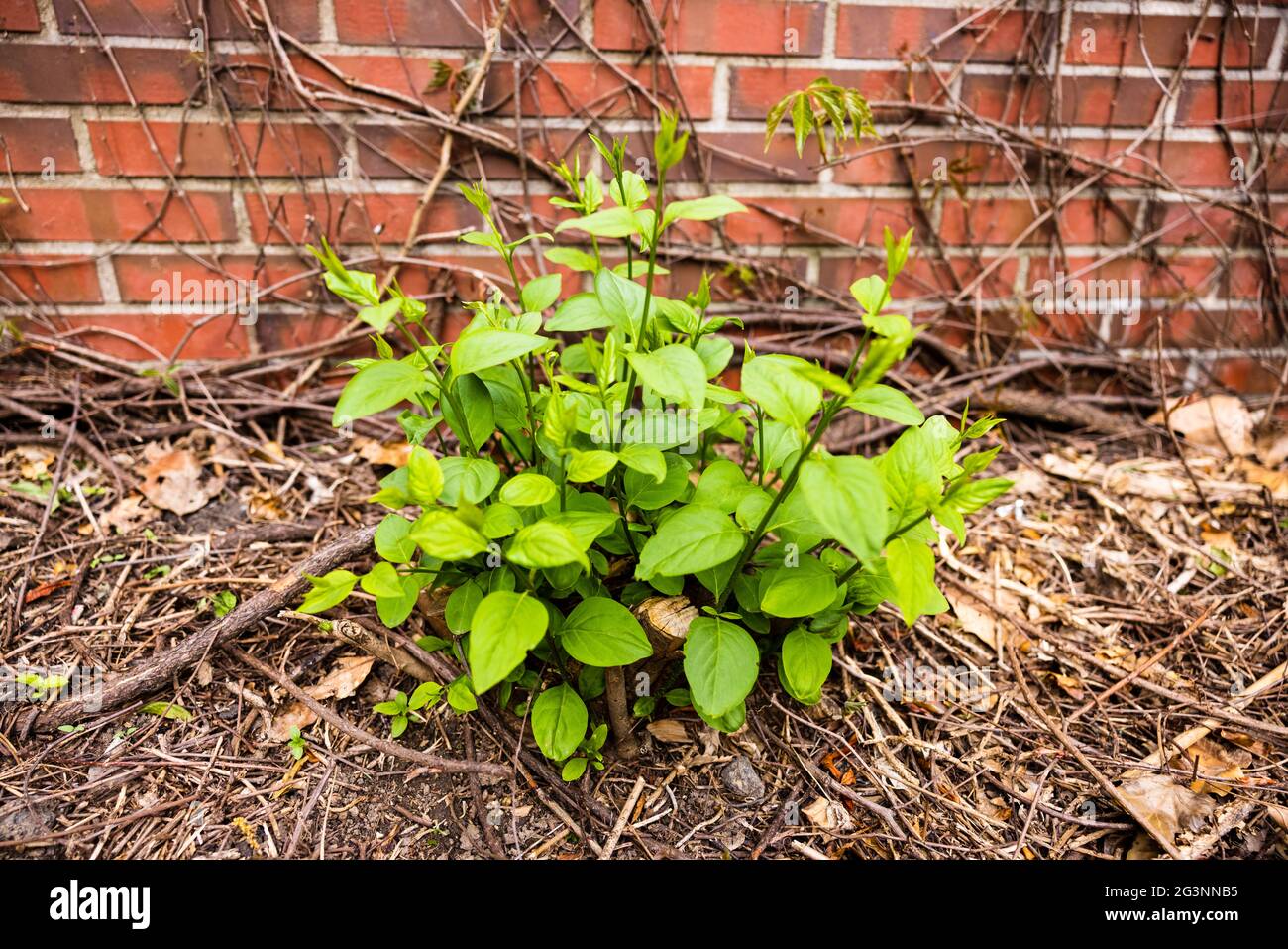 Plant sprouts near a wall Stock Photo - Alamy