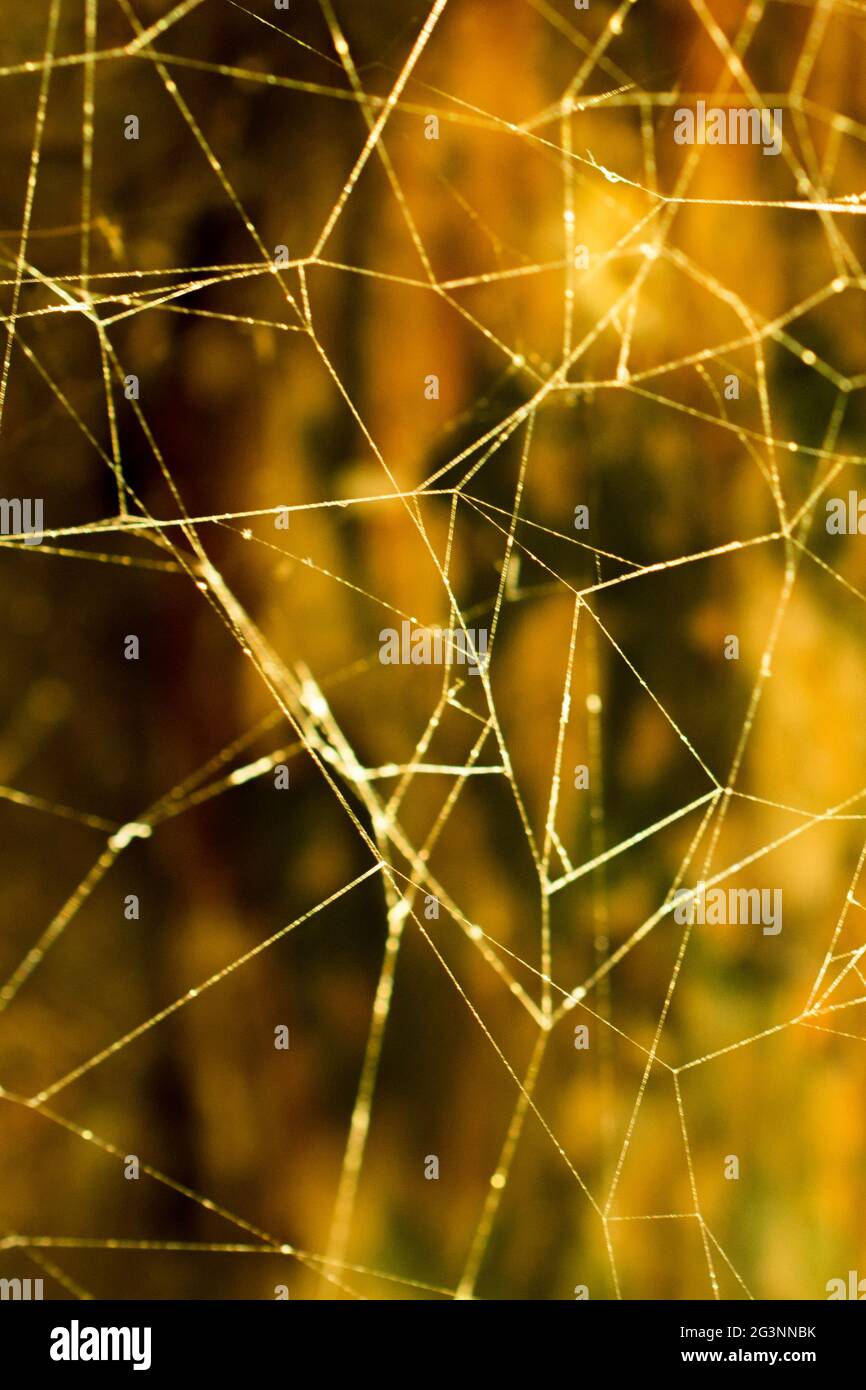 Spider web inside a cave on display Stock Photo - Alamy