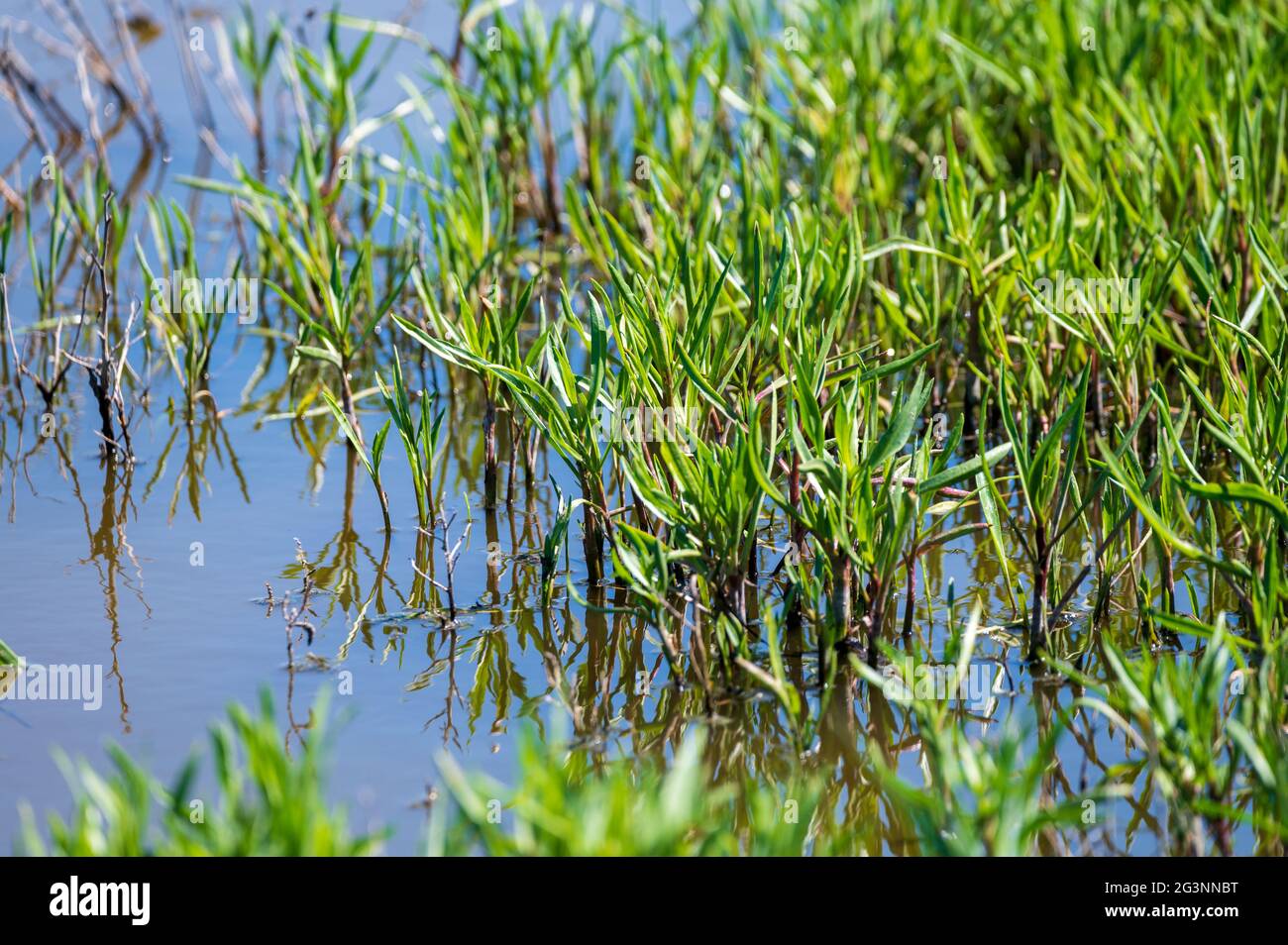 Botanical collection, edible sea aster plant, in summer, Tripolium ...