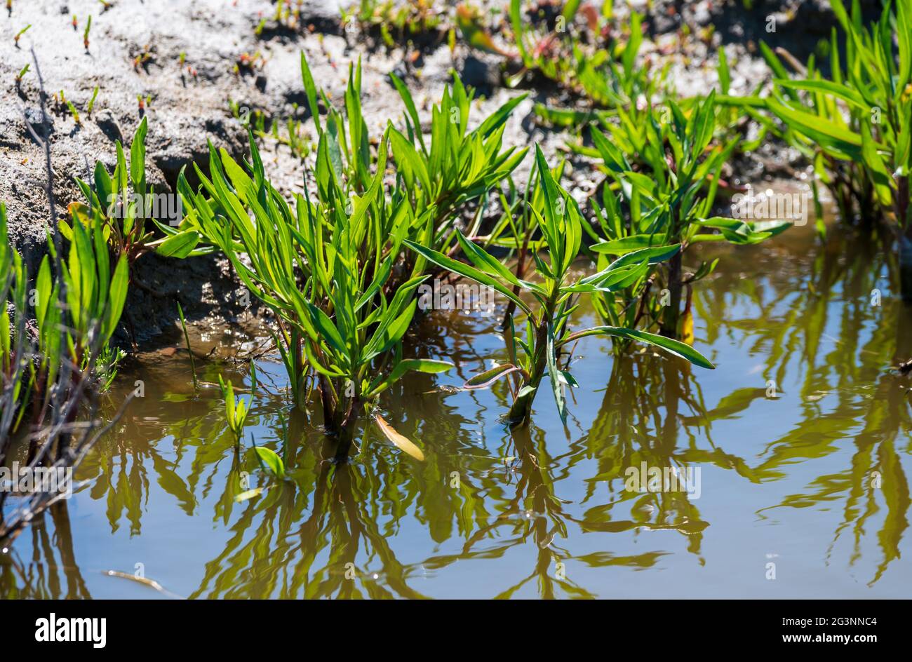 Botanical collection, edible sea aster plant, in summer, Tripolium ...
