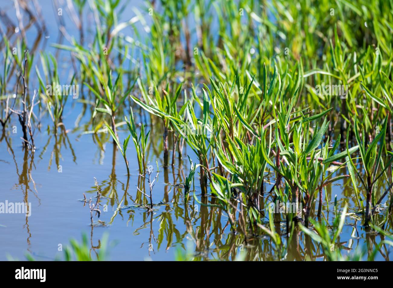 Botanical collection, edible sea aster plant, in summer, Tripolium ...
