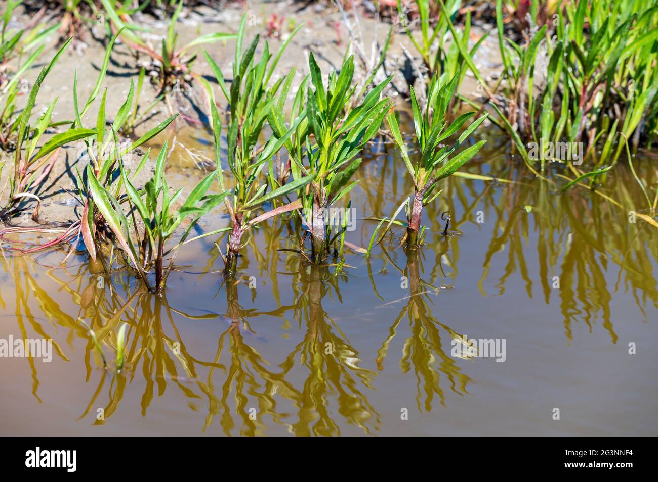 Botanical collection, edible sea aster plant, in summer, Tripolium ...