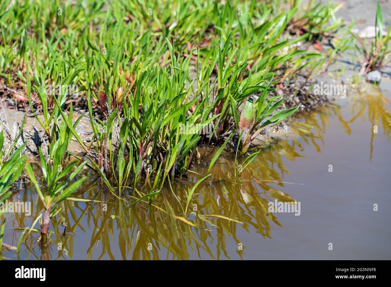 Botanical collection, edible sea aster plant, in summer, Tripolium ...