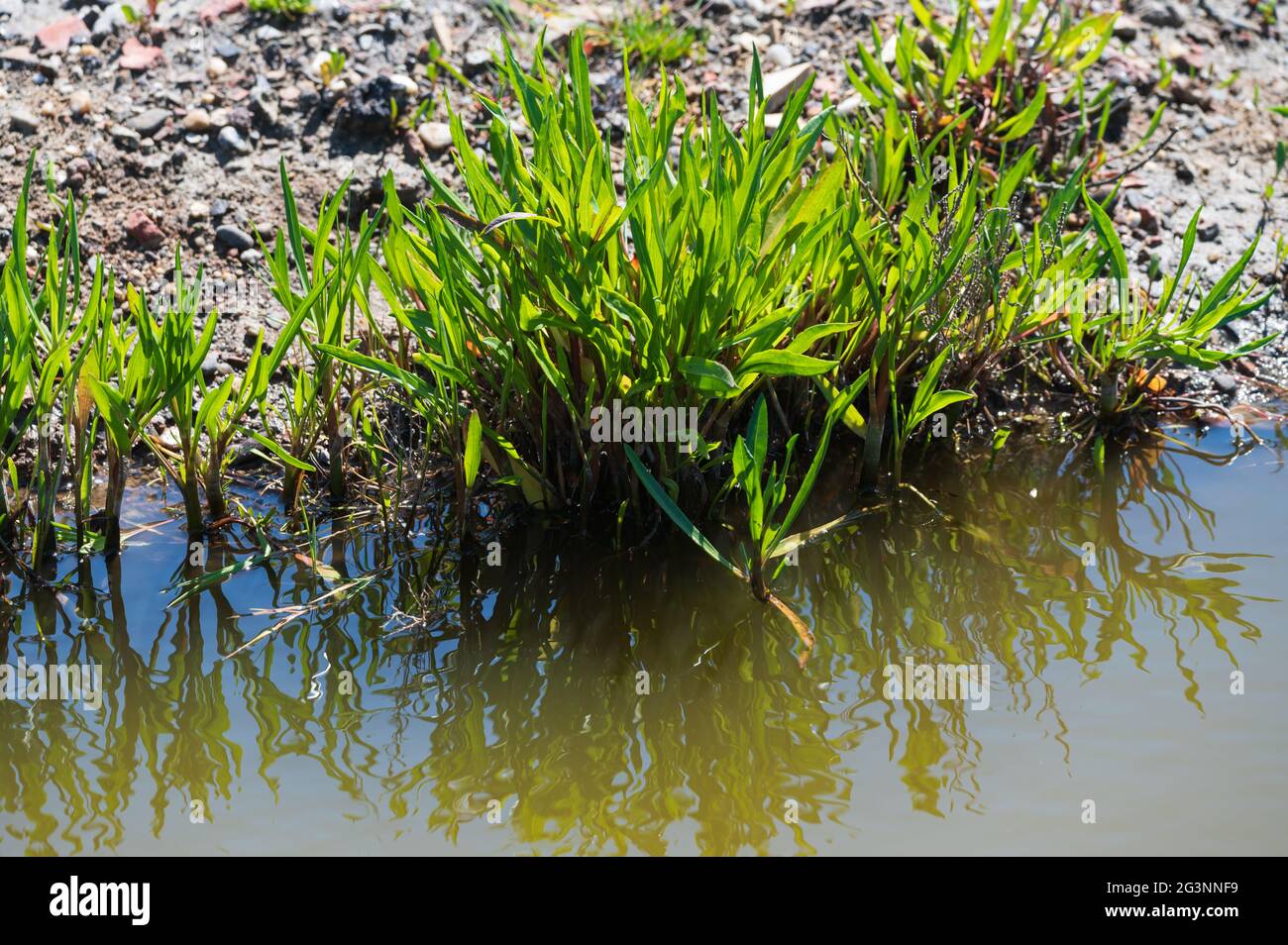 Botanical collection, edible sea aster plant, in summer, Tripolium ...
