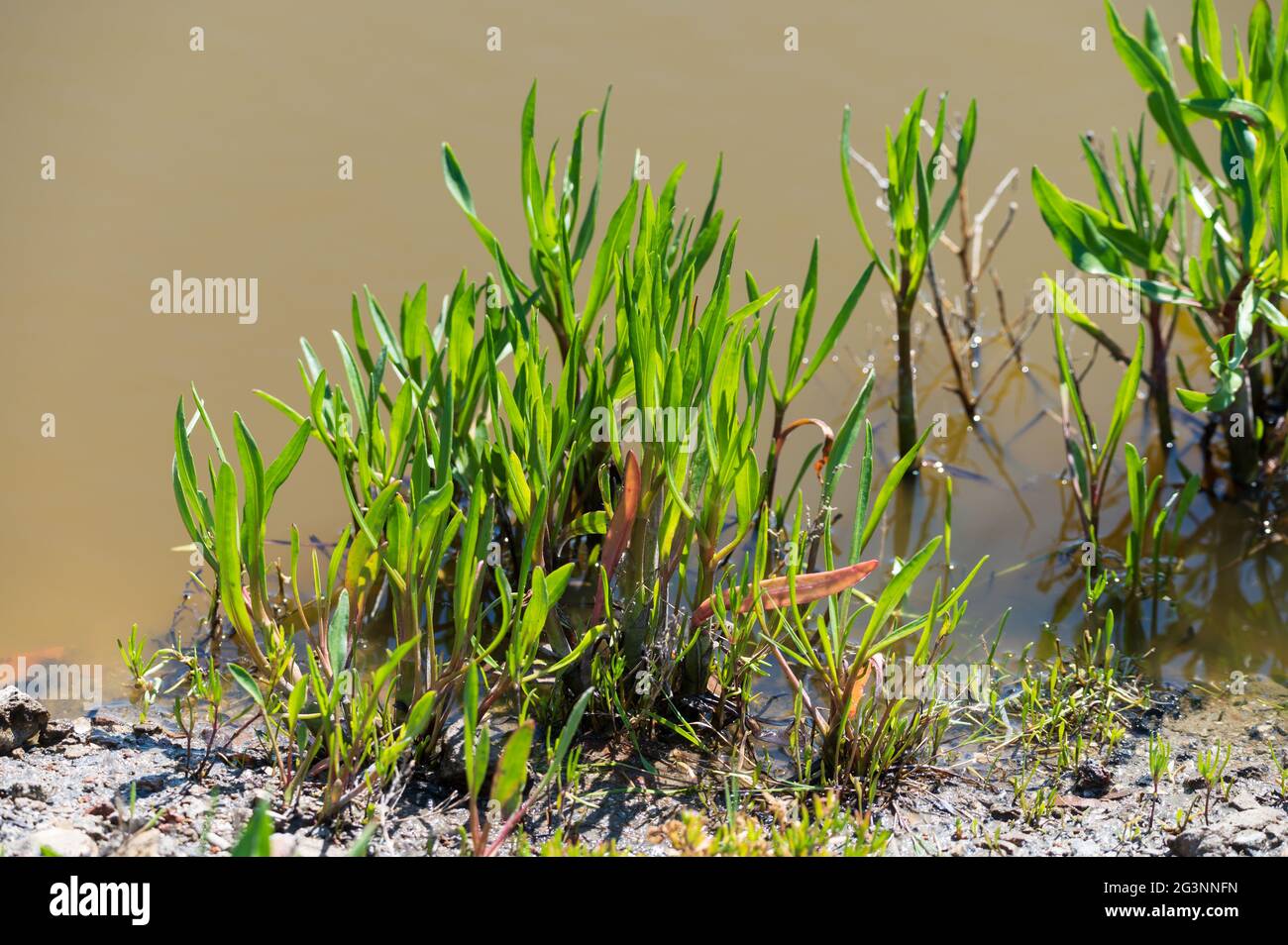 Botanical collection, edible sea aster plant, in summer, Tripolium ...