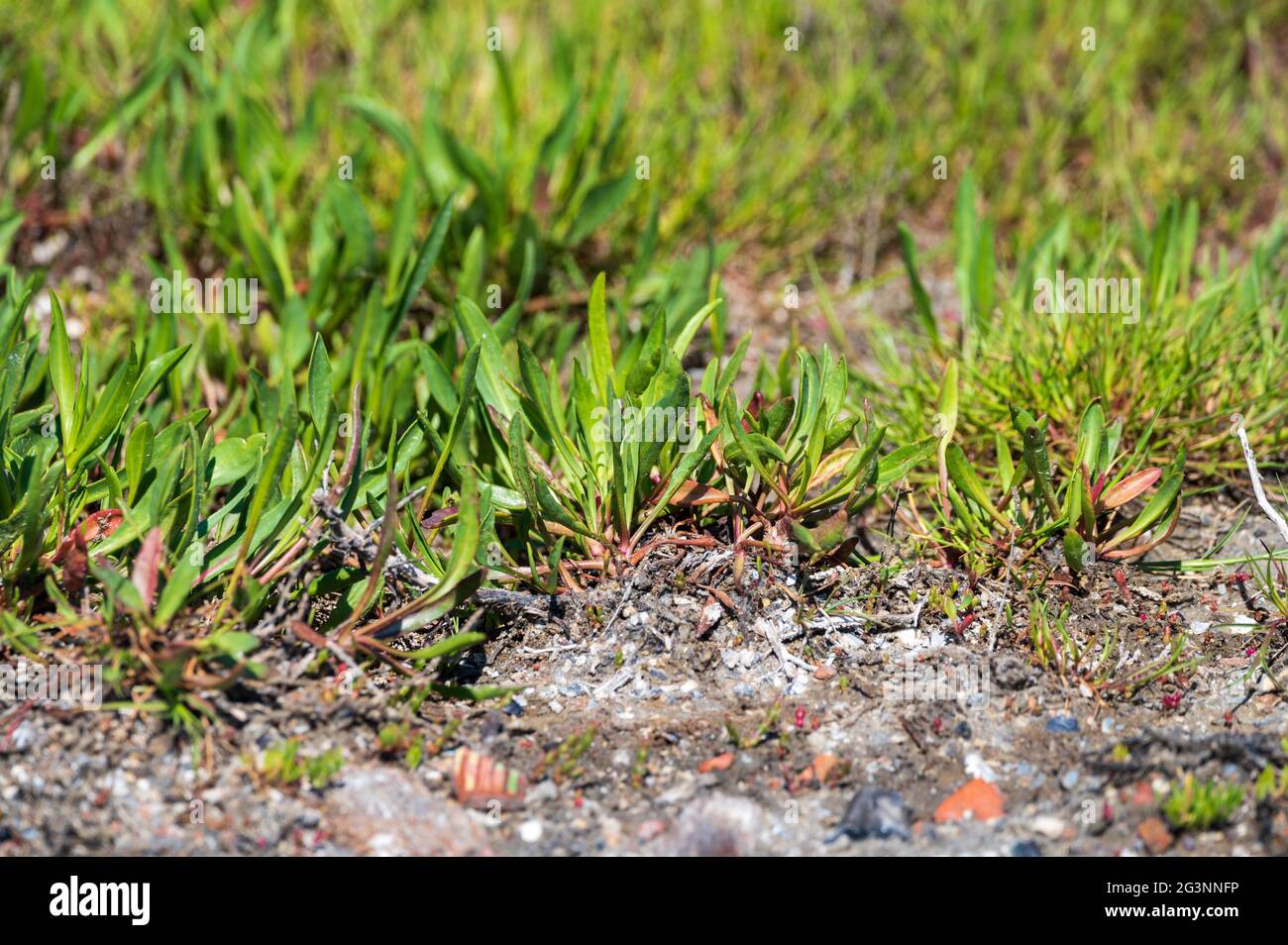 Botanical collection, edible sea aster plant, in summer, Tripolium ...