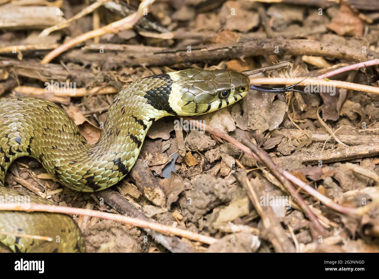 Grass Snake on leaf litter Stock Photo - Alamy