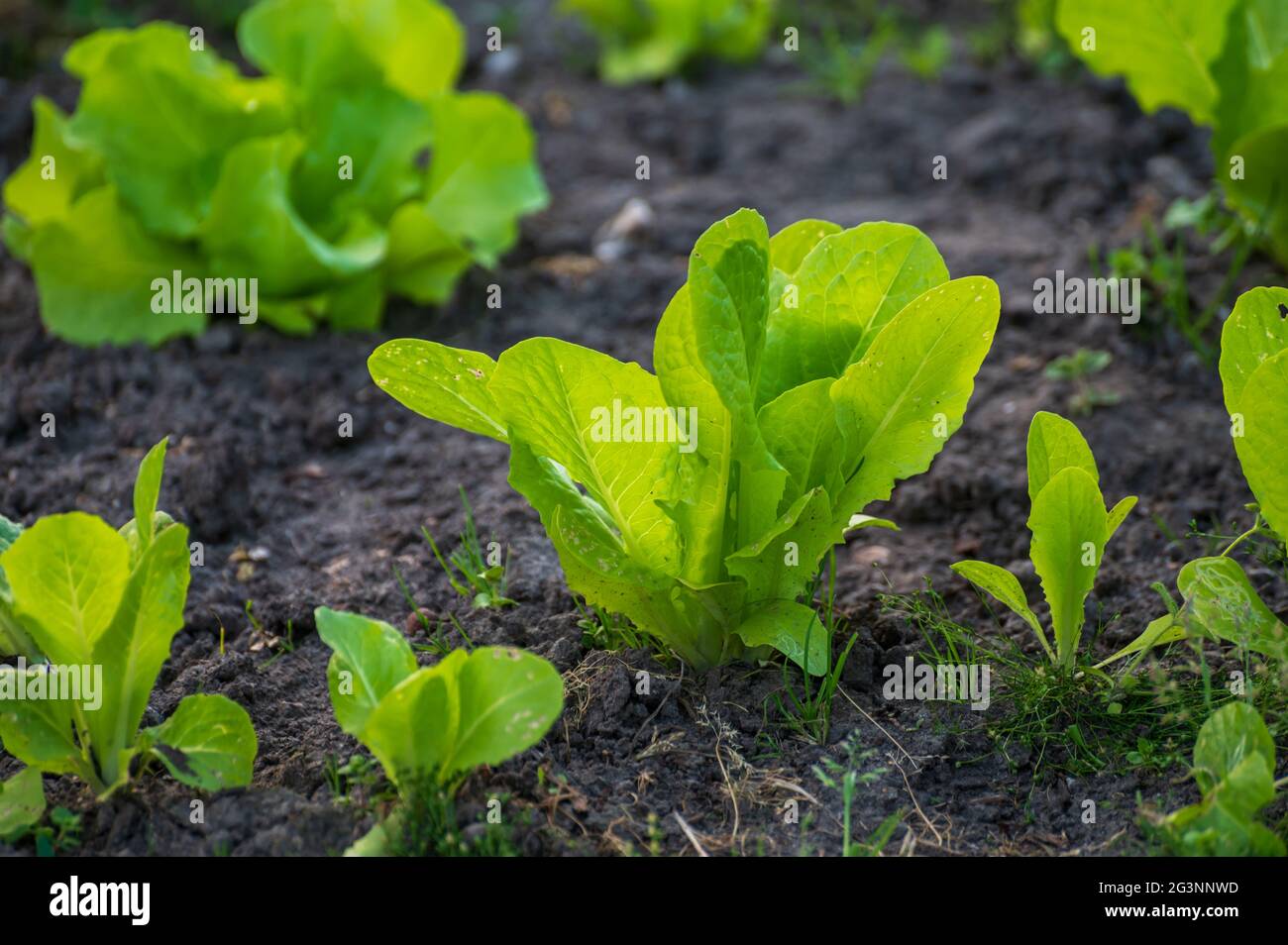 Eco farming in Netherlands, plantations of young green lettuce salade ...