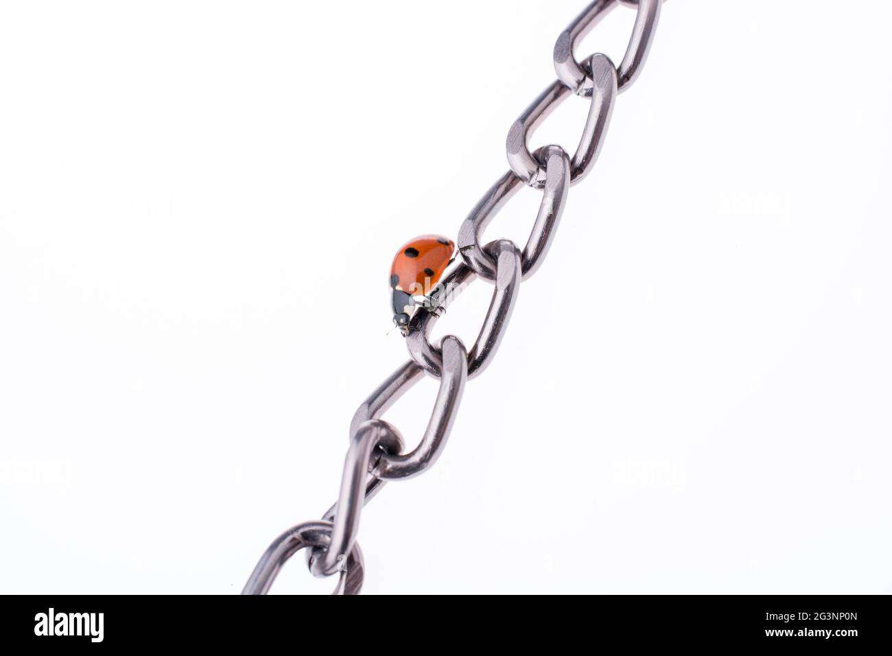 Beautiful ladybird Cut Out Stock Images & Pictures - Alamy