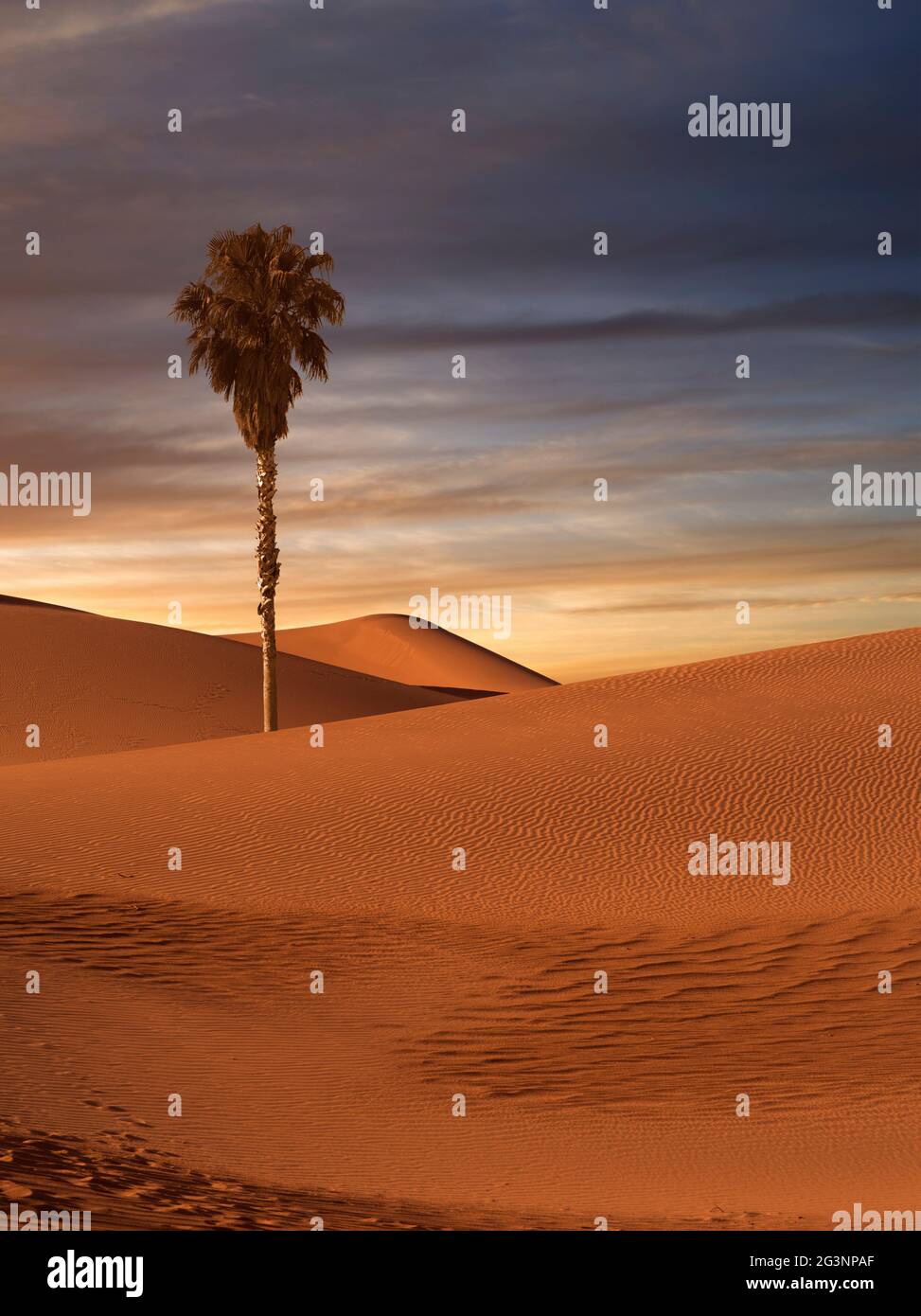 Egypt desert stars hi-res stock photography and images - Alamy