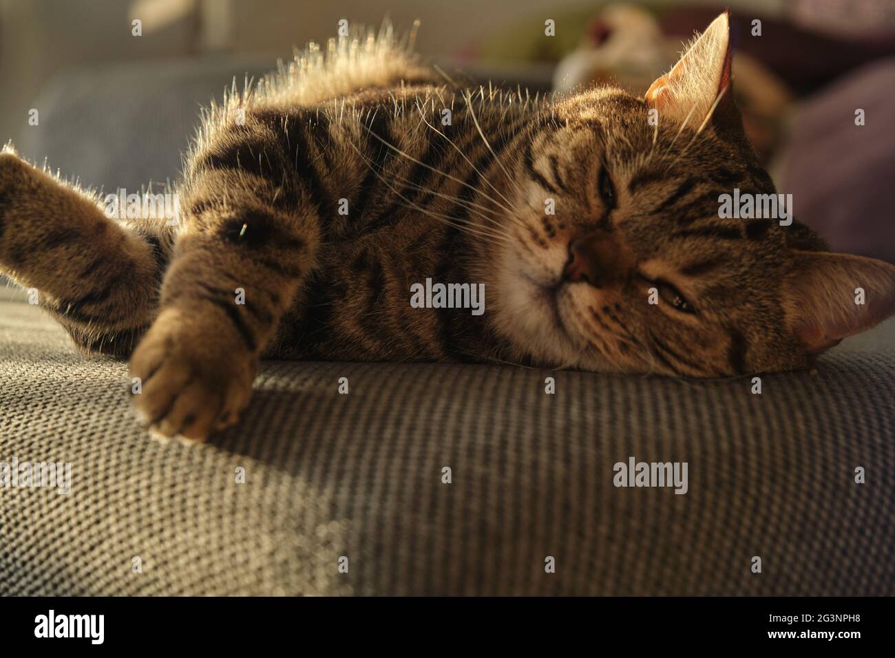 close-up of a sleeping British cat in marble colors Stock Photo - Alamy