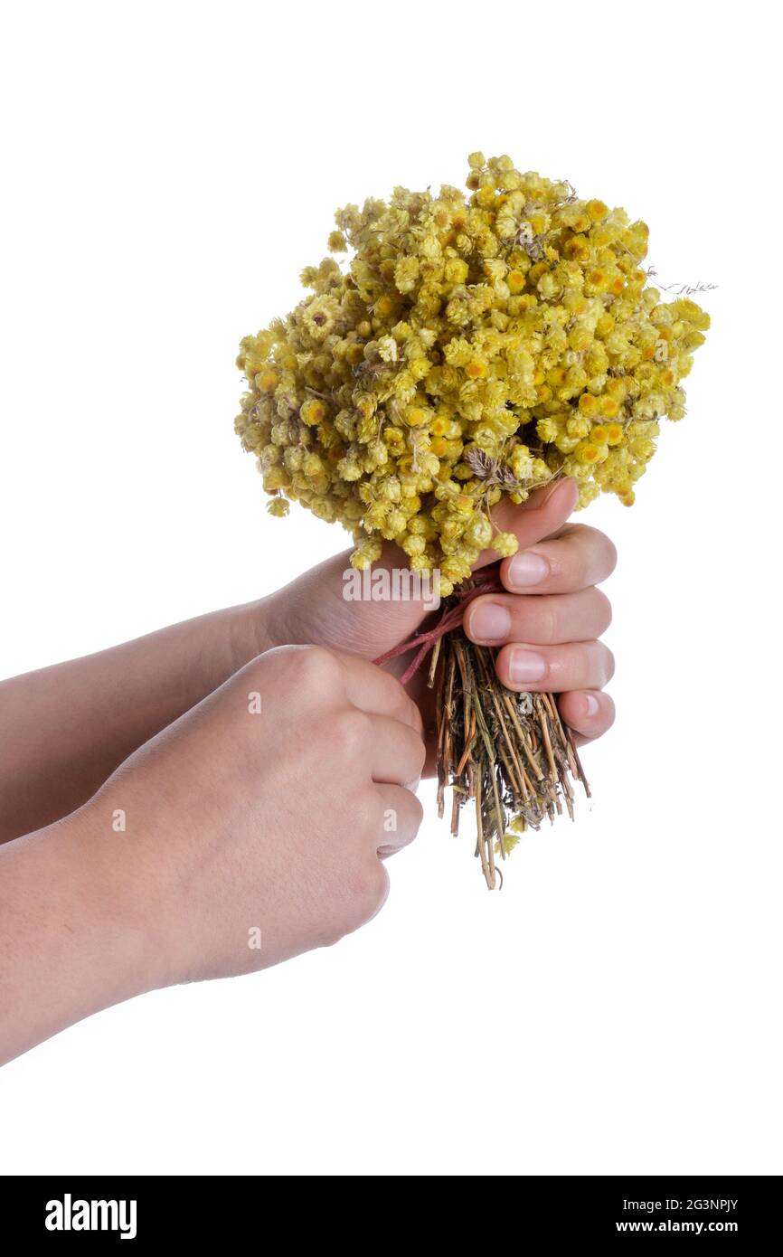 Dry flowers bouquet Cut Out Stock Images & Pictures - Alamy