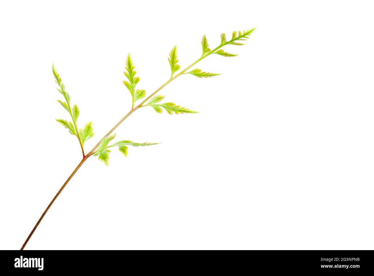 Lush fern leaves in Cut Out Stock Images & Pictures - Alamy