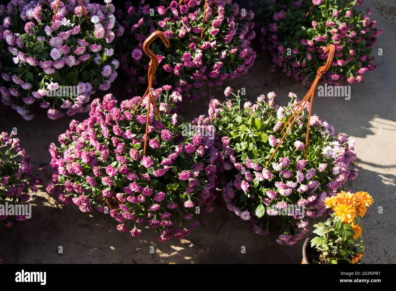 Beautiful flowers nature hi-res stock photography and images - Alamy
