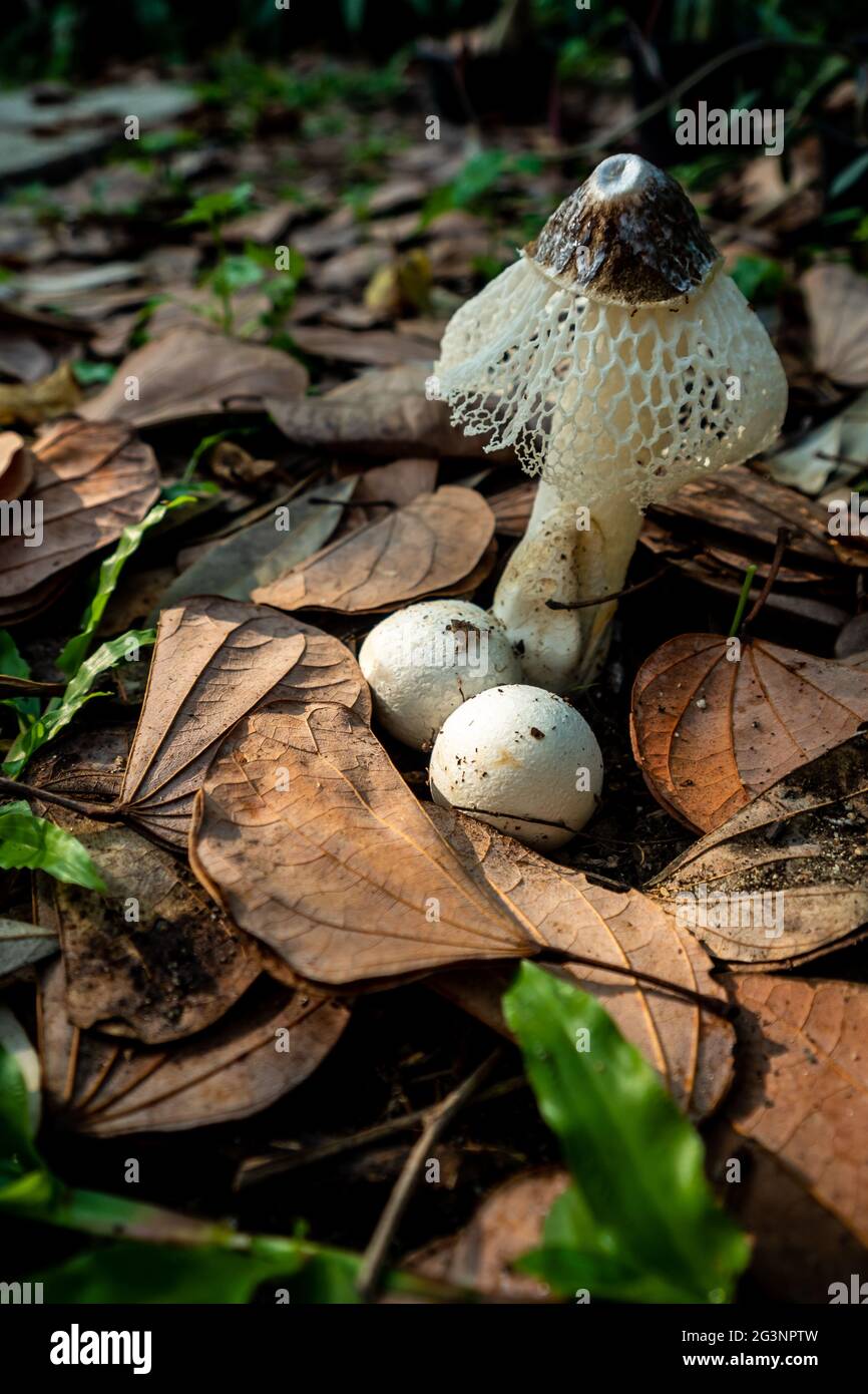 Dancing mushroom growing on the ground full of dry leaves Stock Photo ...