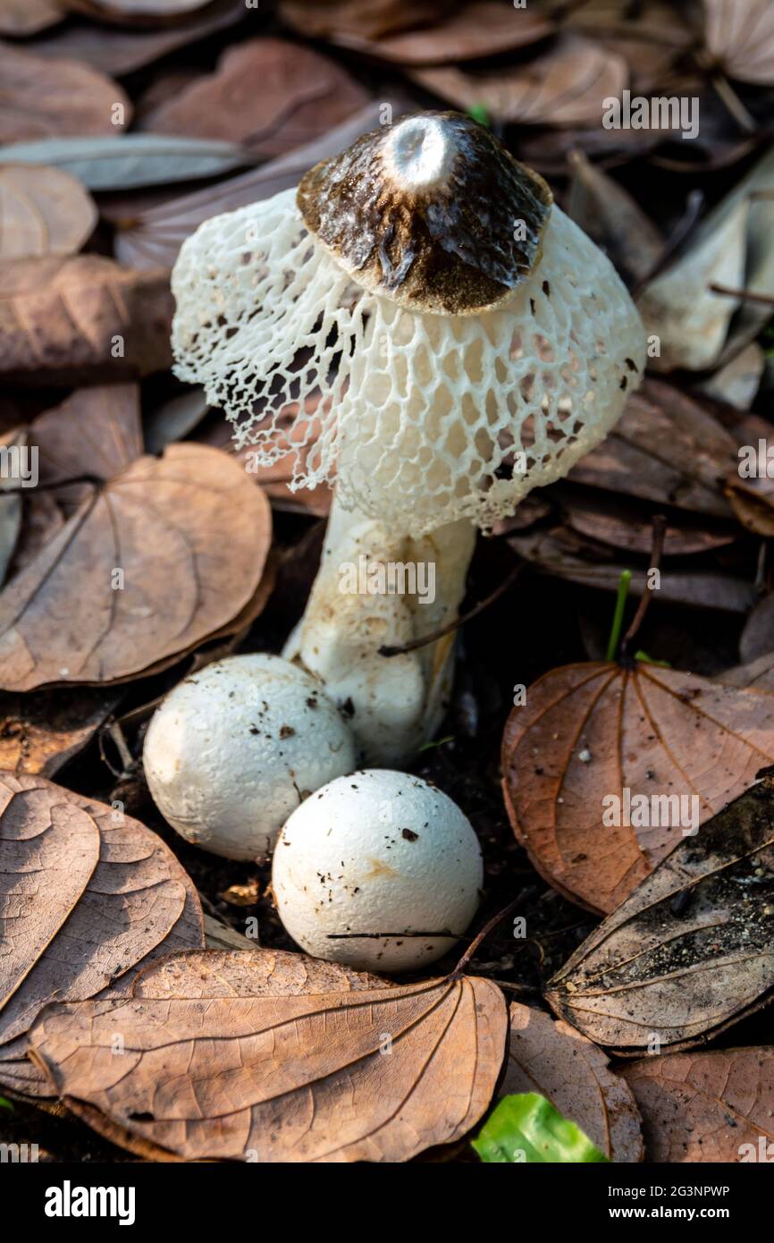 Dancing mushroom growing on the ground full of dry leaves Stock Photo ...