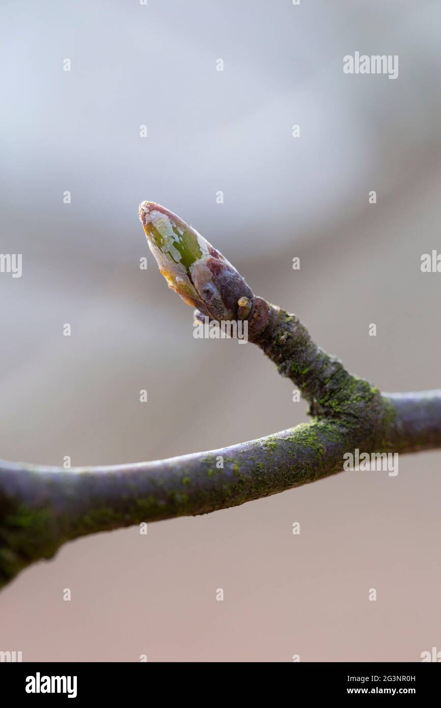 Betula pendula bud Stock Photo - Alamy