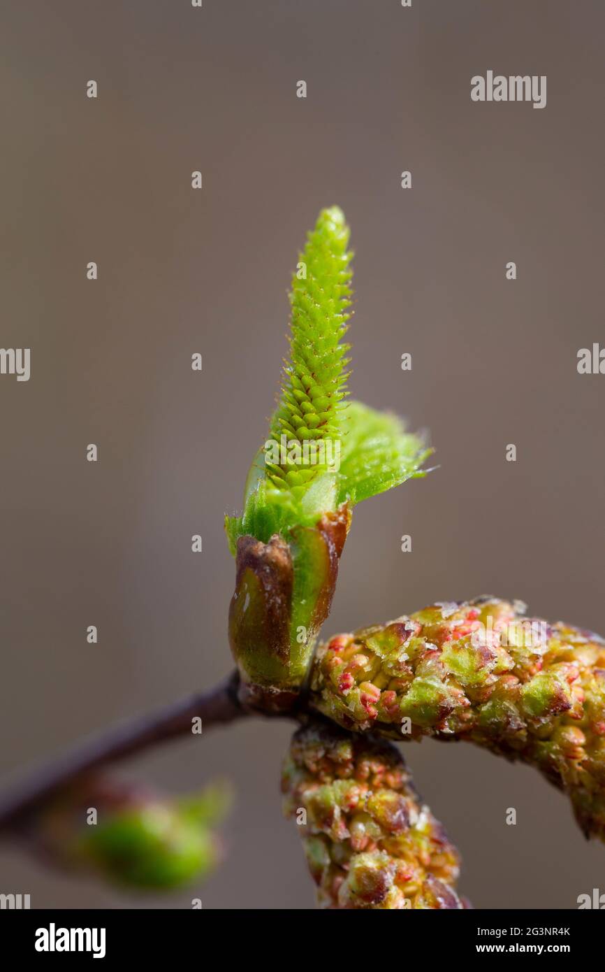 Betula pendula female flower Stock Photo - Alamy