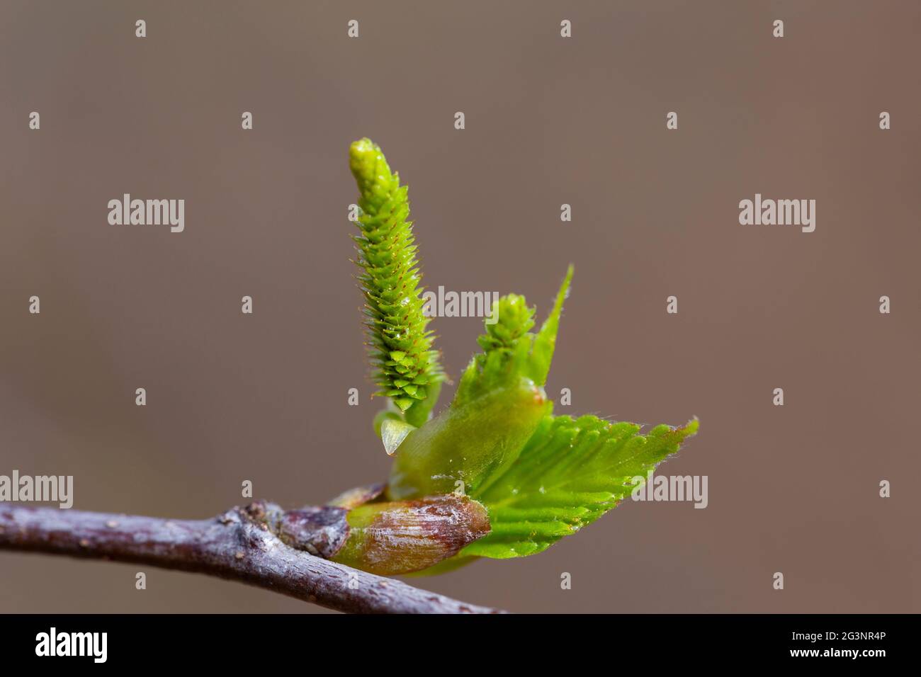 Betula pendula female flower Stock Photo - Alamy