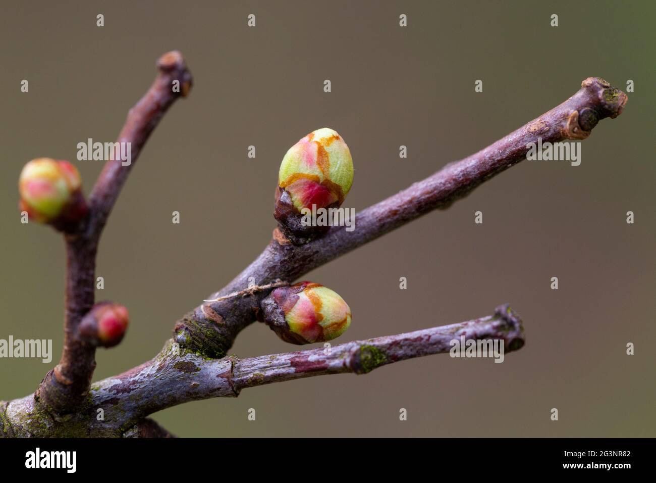 Crataegus monogyna bud Stock Photo - Alamy