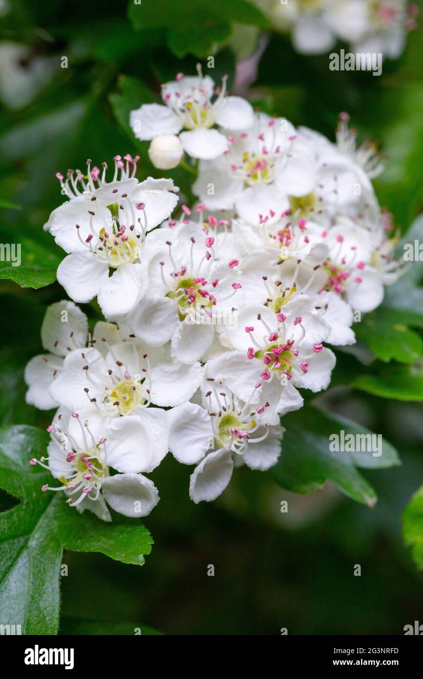 Crataegus monogyna flowers Stock Photo - Alamy
