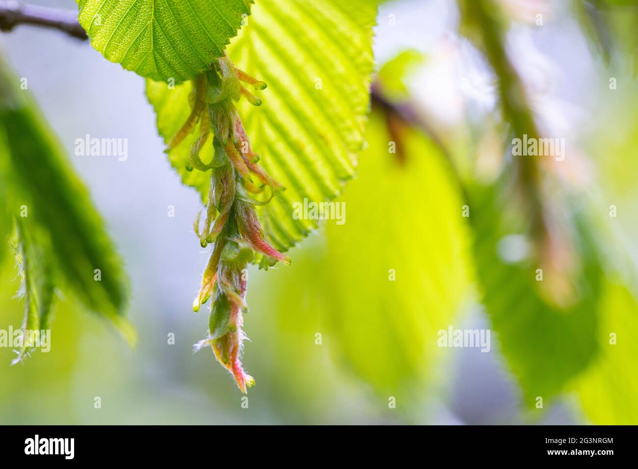 Carpinus betulus female flower hi-res stock photography and images - Alamy