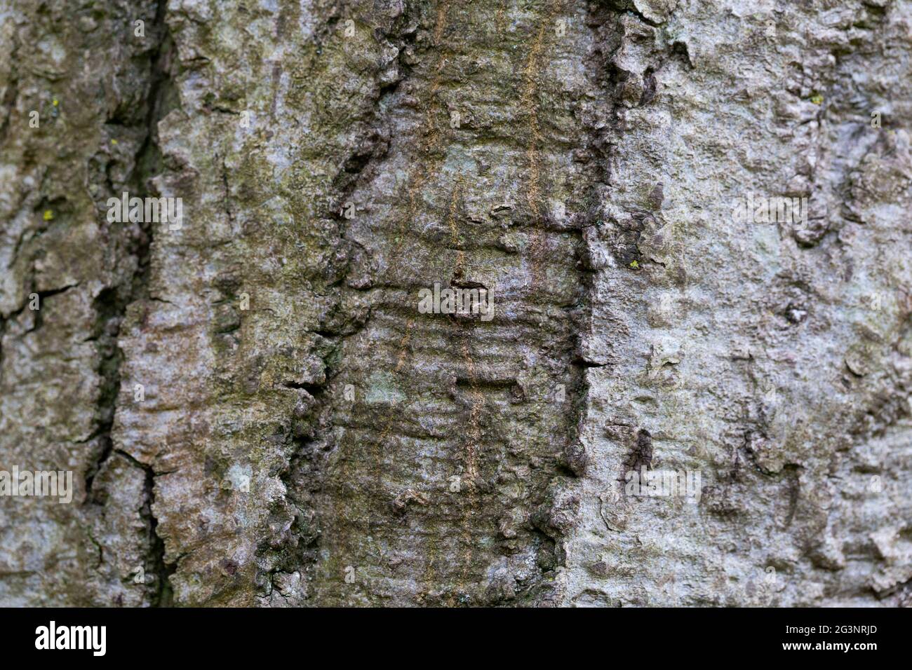 Bark common hornbeam carpinus betulus hi-res stock photography and ...