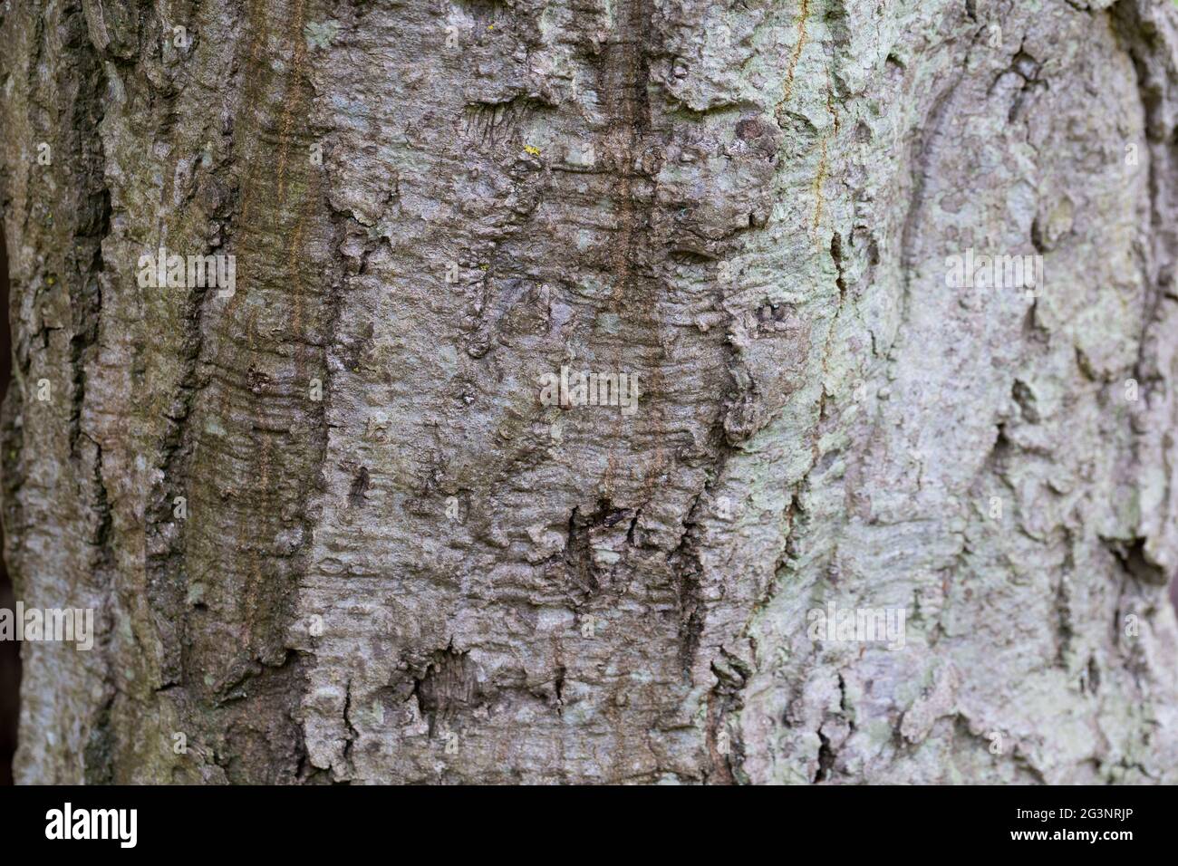 Bark common hornbeam carpinus betulus hi-res stock photography and ...