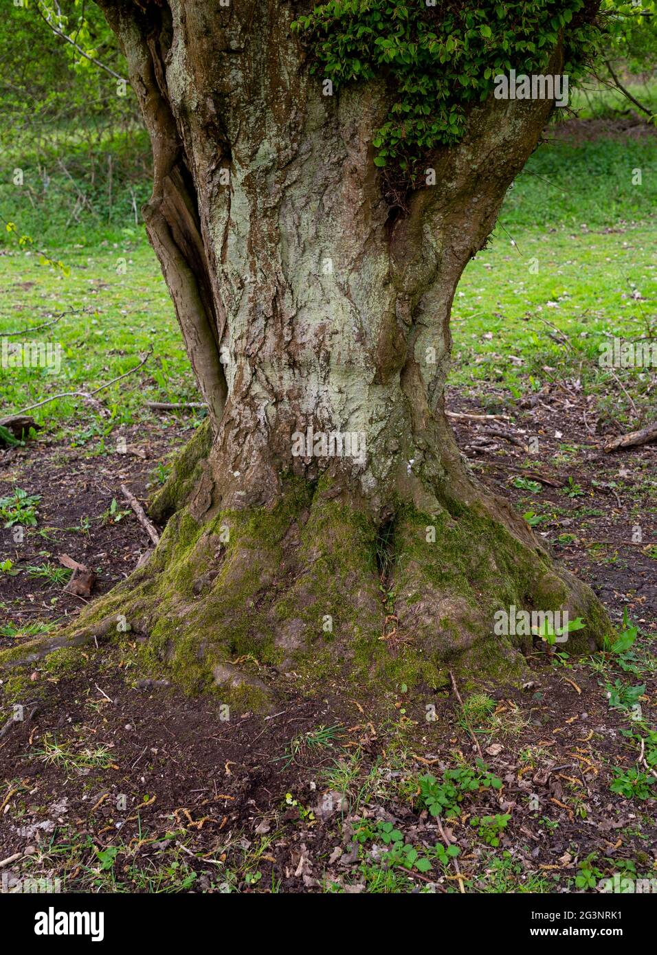 Carpinus betulus trunk base Stock Photo - Alamy