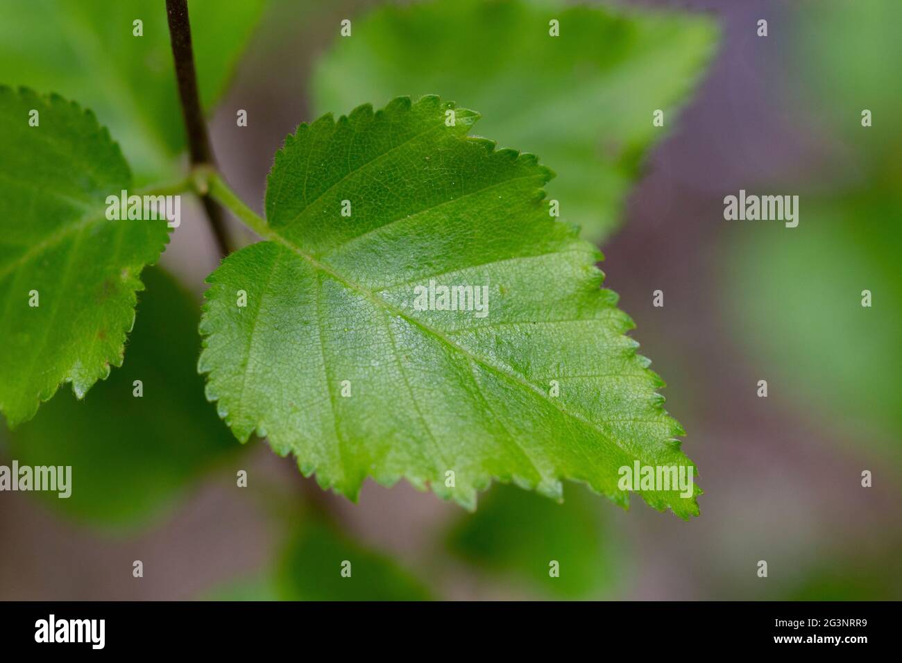 Betula pubescens leaf Stock Photo - Alamy